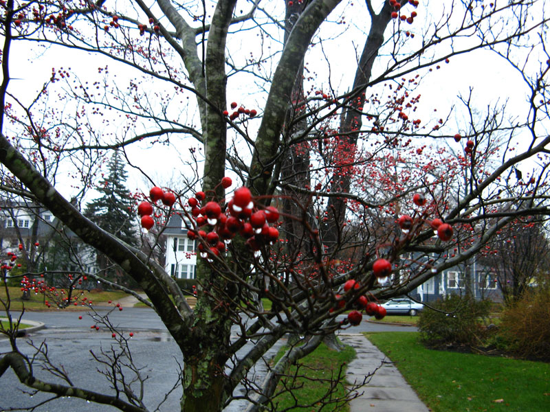 Red Berry Hawthorn Tree – Leora Wenger