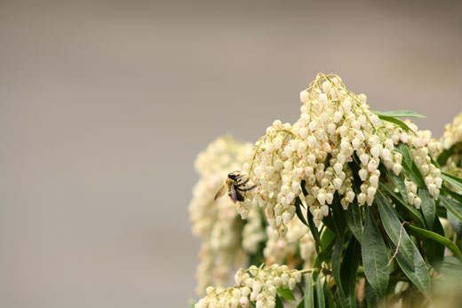 Nature Notes: Bee, Squirrel, Basil – Leora Wenger