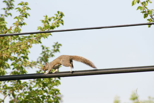 Nature Notes: Bee, Squirrel, Basil – Leora Wenger