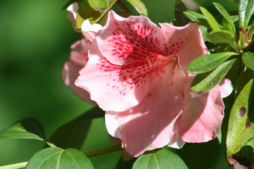 Pink Azalea with Red Spots – Leora Wenger