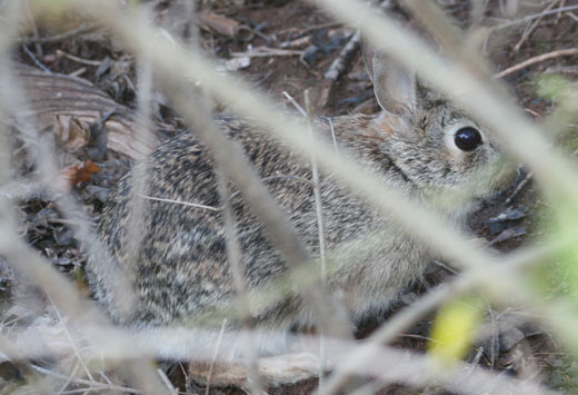 Oh Deer, Rabbit and Magnolia – Leora Wenger