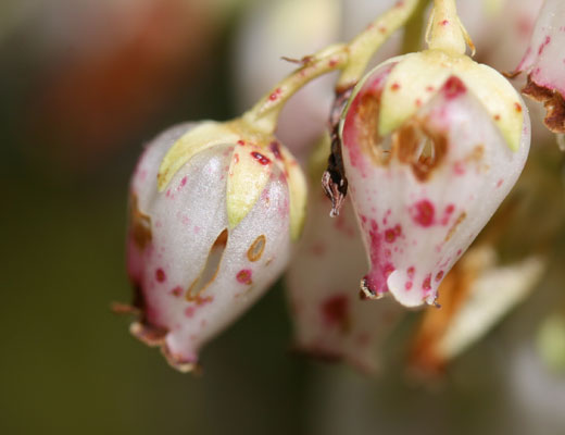 Andromeda Shrub Flowers – Macro – Leora Wenger