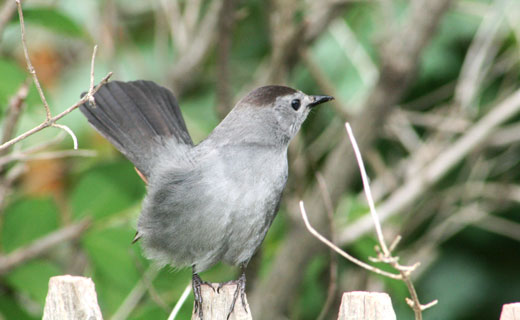 Nature Notes: Catbirds + Gardens – Leora Wenger