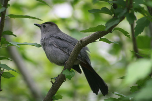 Nature Notes: Catbirds + Gardens – Leora Wenger