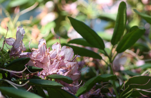 June Rhododendron – Leora Wenger