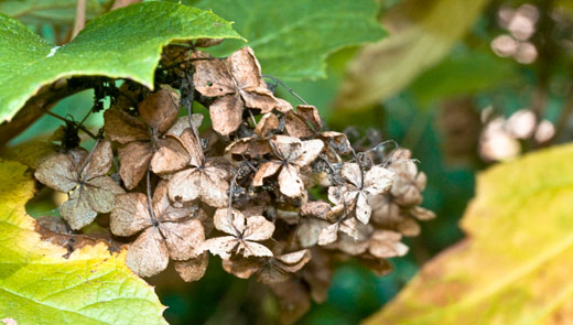 Dove, Hydrangea and Burning Bush – Leora Wenger