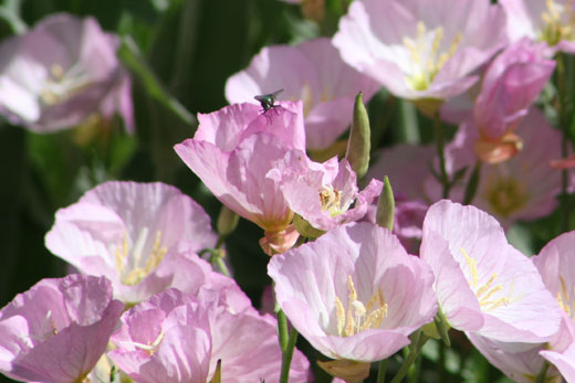 Mexican Poppies Instead of Grass – Leora Wenger