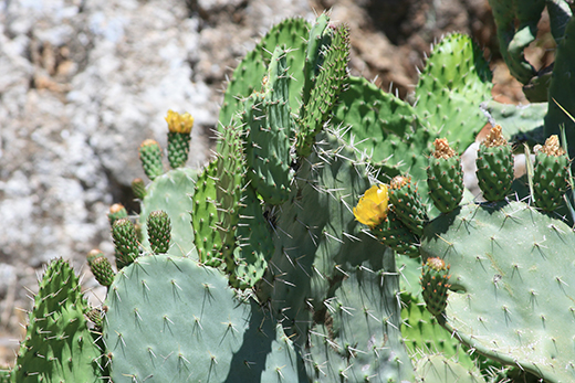 Sabra Plants – Prickly and Sweet – Leora Wenger