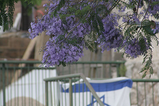 Jacaranda Trees with Purple Blooms – Leora Wenger