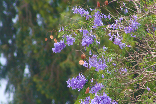 Jacaranda Trees with Purple Blooms – Leora Wenger