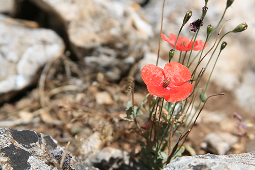 Sabra Plants – Prickly and Sweet – Leora Wenger