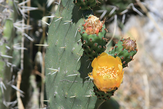 Sabra Plants – Prickly and Sweet – Leora Wenger