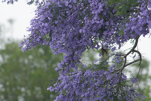 Jacaranda Trees with Purple Blooms – Leora Wenger