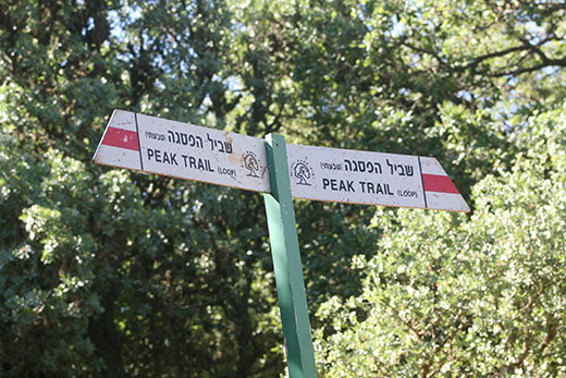 Flora of Mount Meron, Israel – Leora Wenger