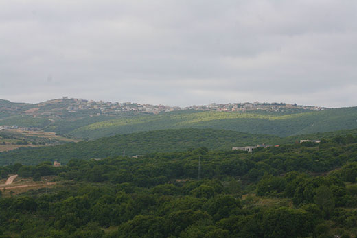 Ma’alot Israel Flowers and Birds – Leora Wenger