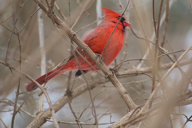 Northern Cardinal Name – Leora Wenger